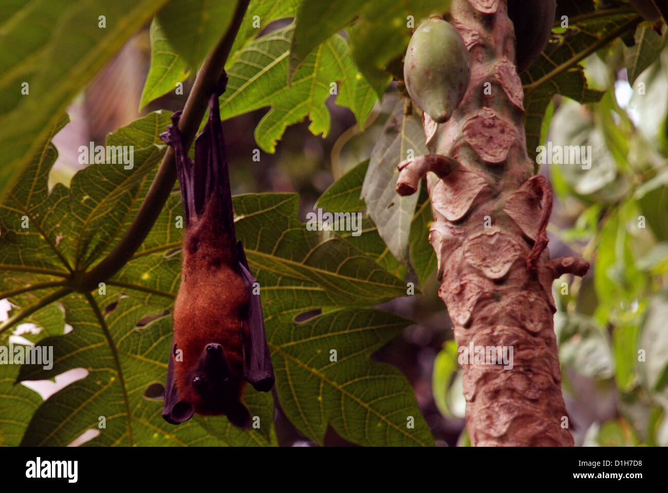 Bird and bat picture hi-res stock photography and images - Alamy