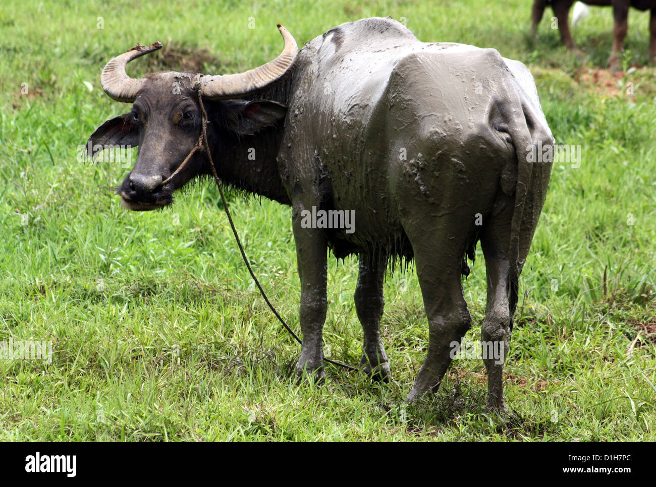 The Carabao or Bubalus bubalis carabanesis is a domesticated subspecies ...