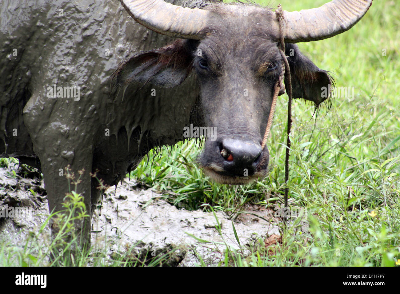 Carabao Bubalus Bubalis Stock Photos & Carabao Bubalus Bubalis Stock ...