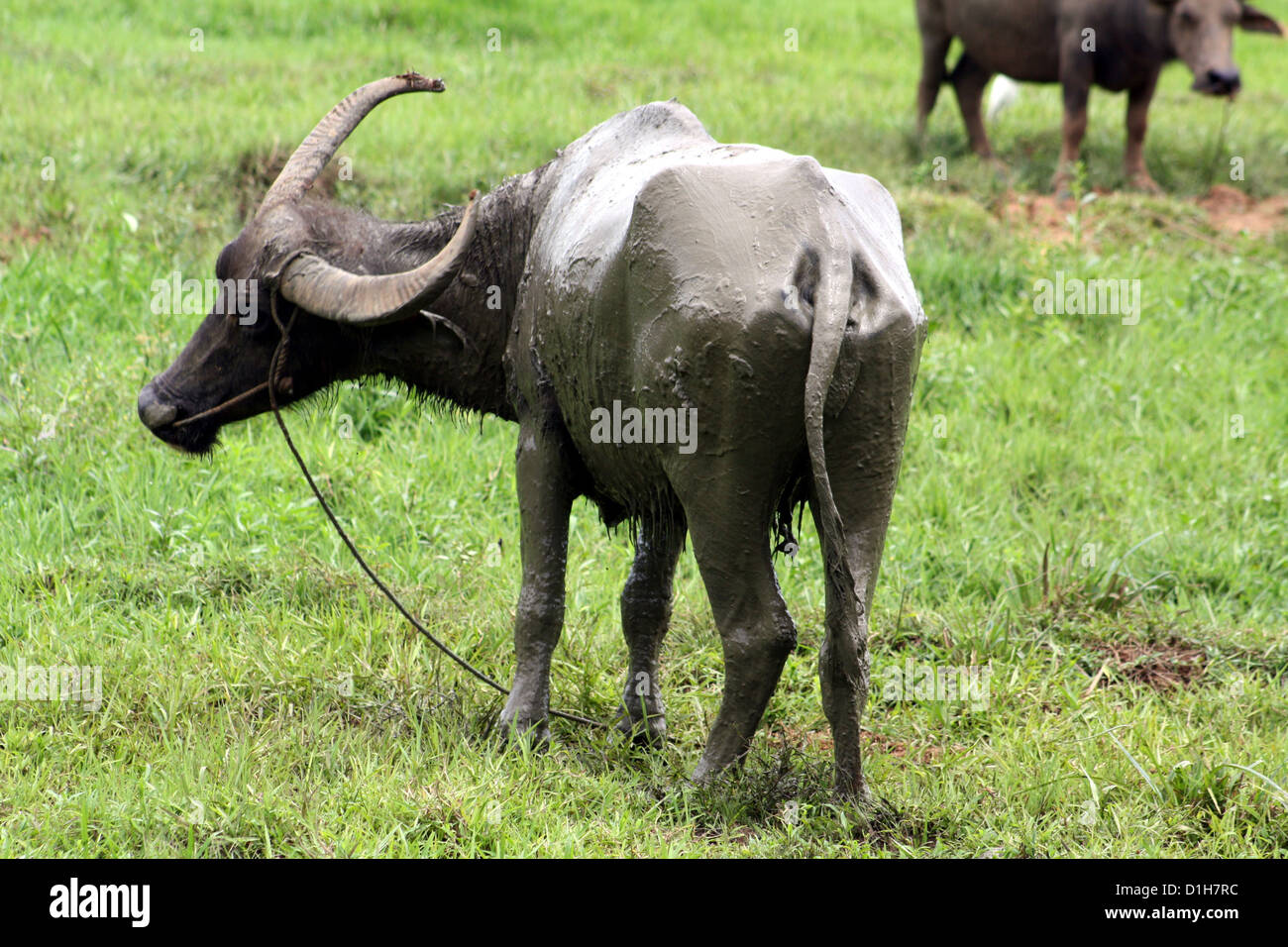 Carabao cart hi-res stock photography and images - Alamy