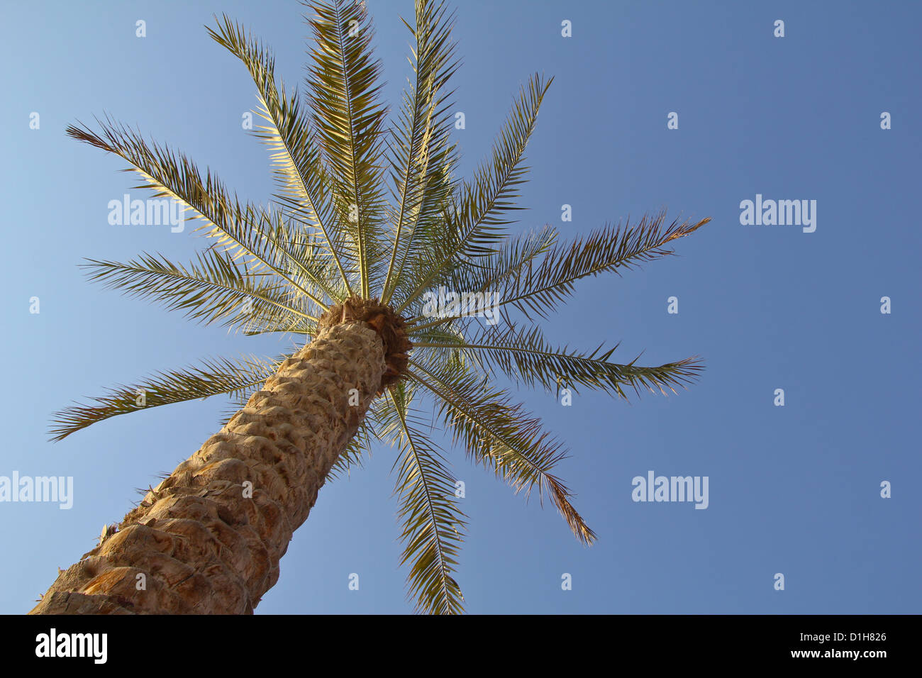 Palm Tree from Abu Dhabi Stock Photo - Alamy