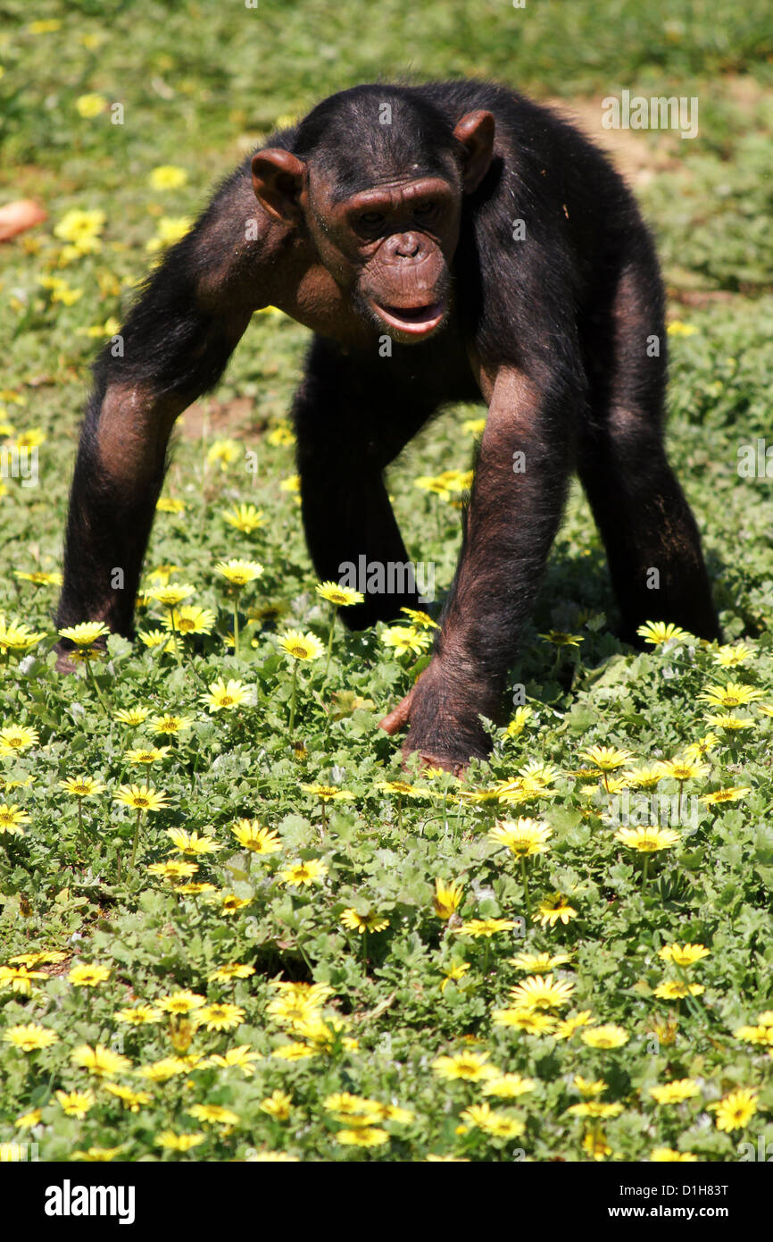 Chimpanzee expressions hi-res stock photography and images - Alamy