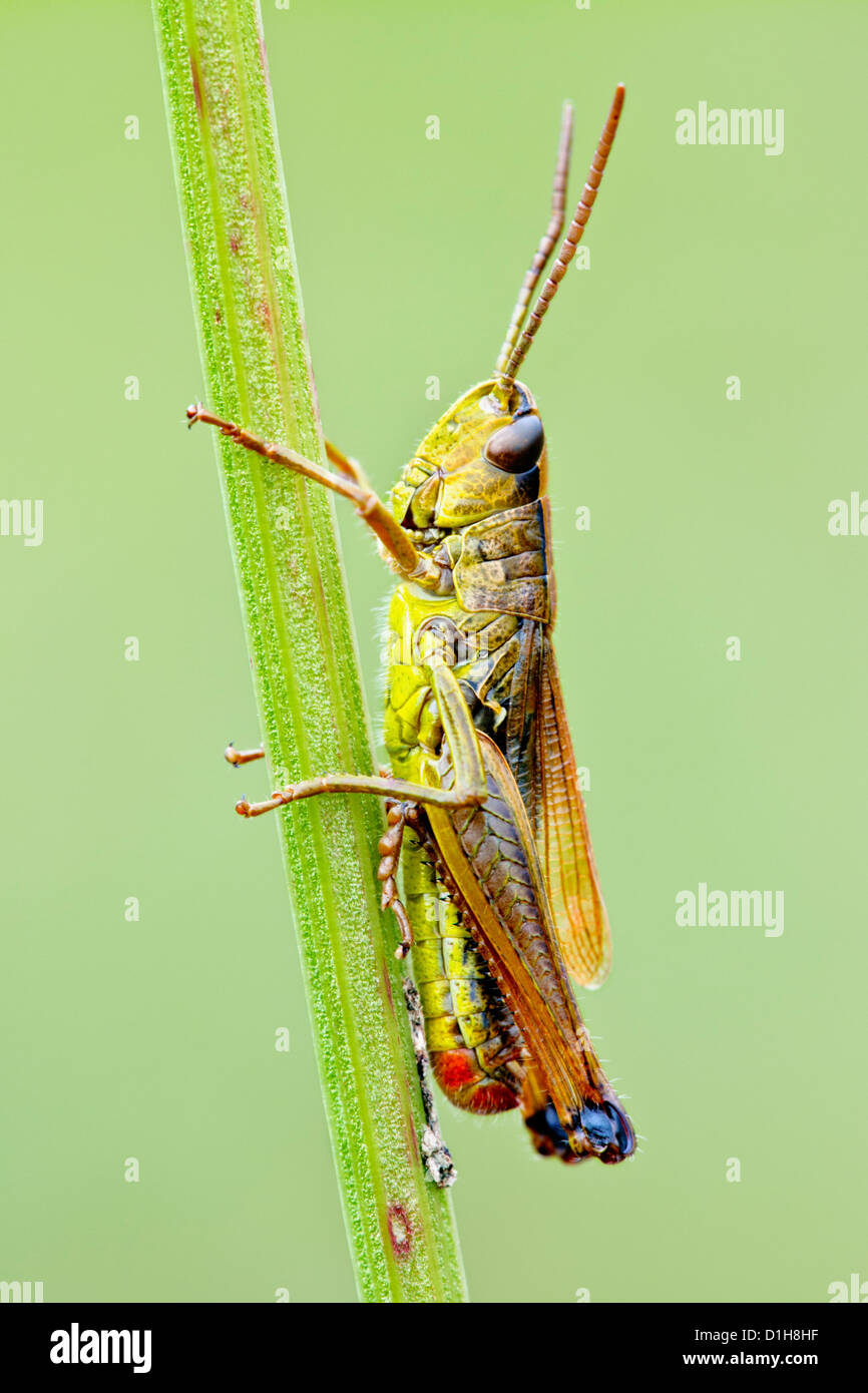 Grasshopper wings shell hi-res stock photography and images - Alamy