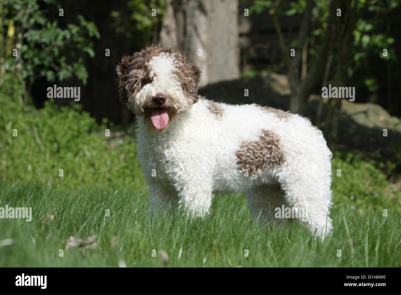 Dog Lagotto Romagnolo truffle dog standard profile white and brown ...