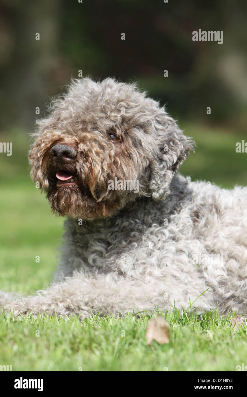 Lagotto Romagnolo Stock Photos & Lagotto Romagnolo Stock Images - Alamy
