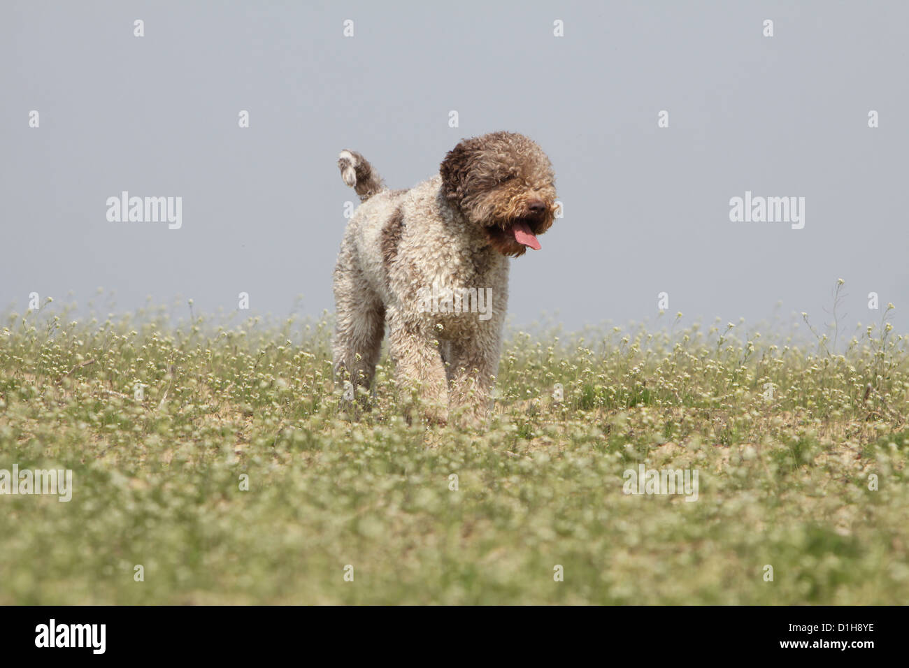 Dog Lagotto Romagnolo truffle dog Stock Photo - Alamy