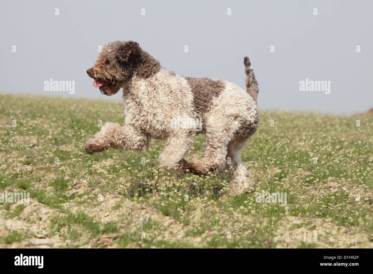 Dog Lagotto Romagnolo truffle dog run running in a field Stock Photo ...