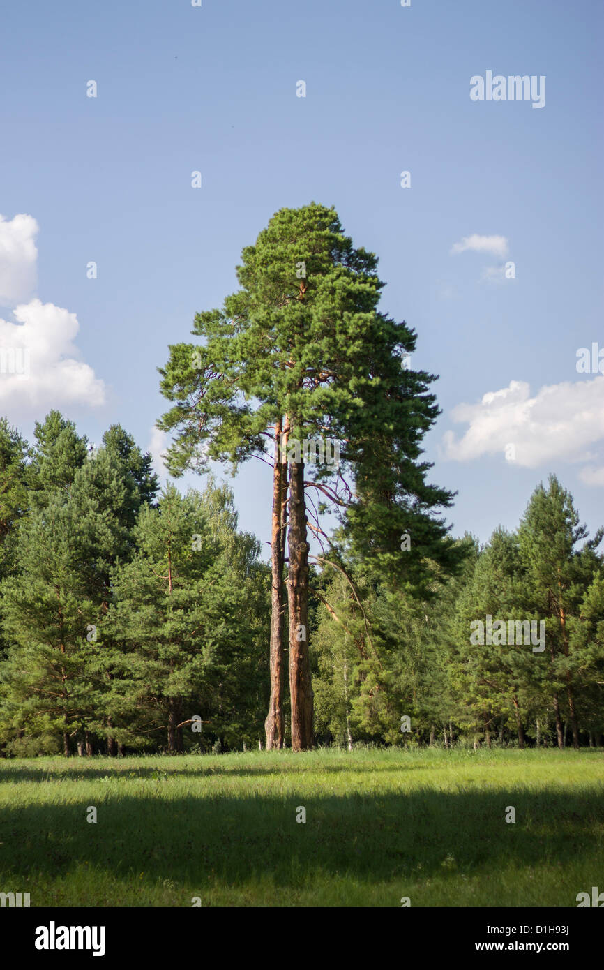 Red crown pine hi-res stock photography and images - Alamy