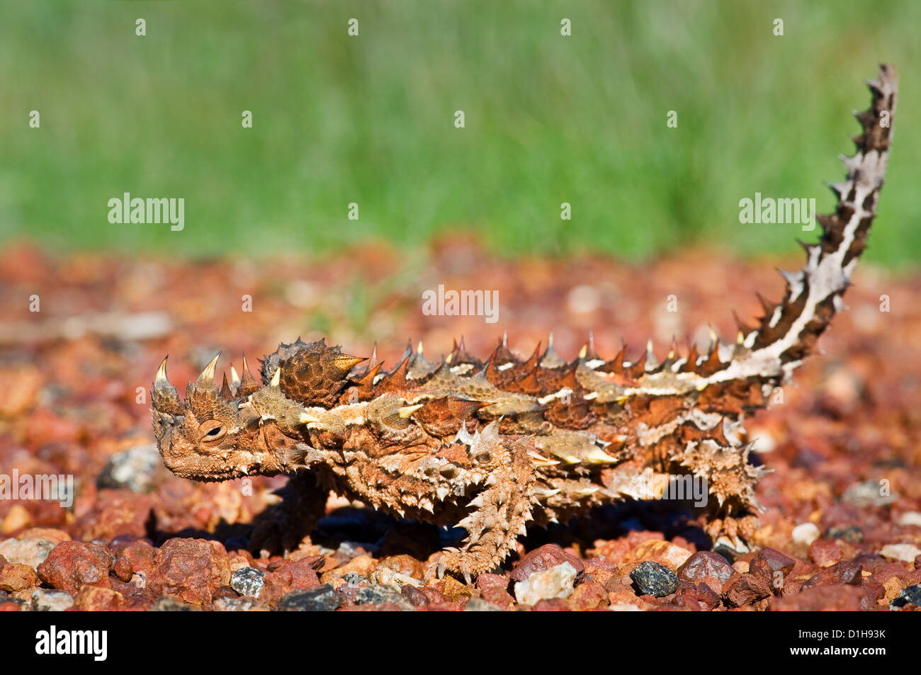 Thorny devil lizard hi-res stock photography and images - Alamy