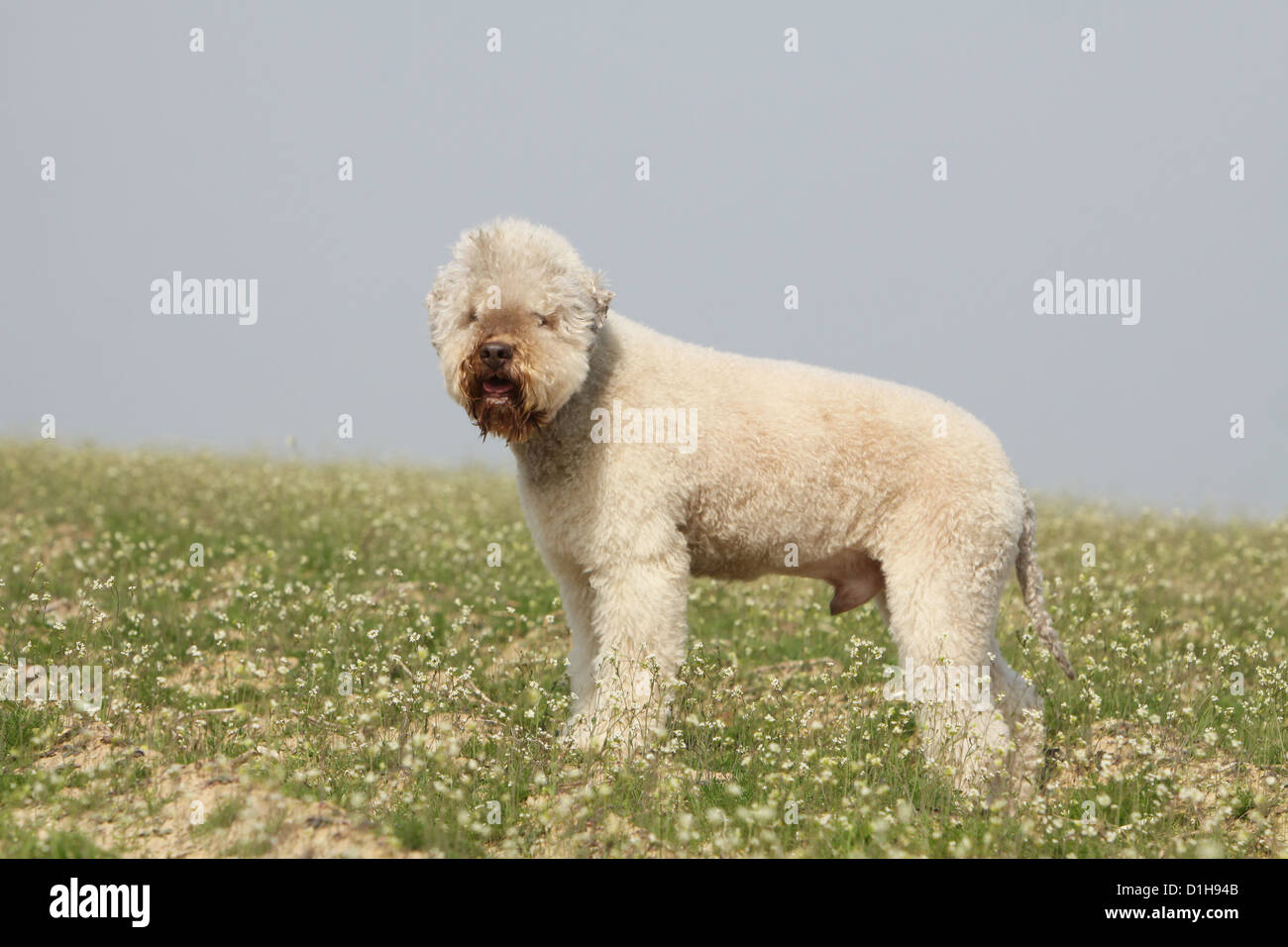 Dog lagotto romagnolo truffle beige hi-res stock photography and images ...
