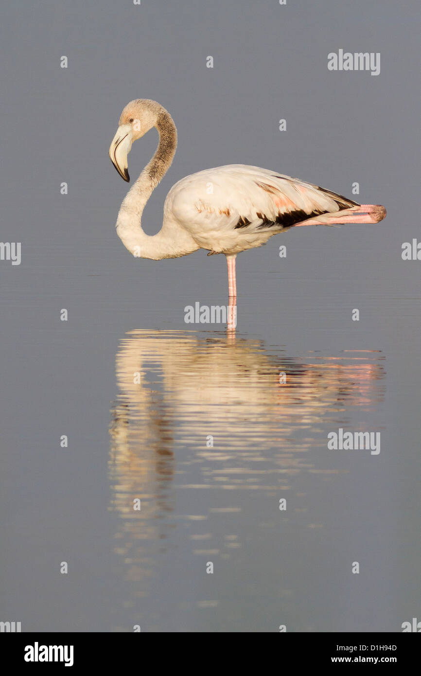 Indian flamingo hi-res stock photography and images - Alamy