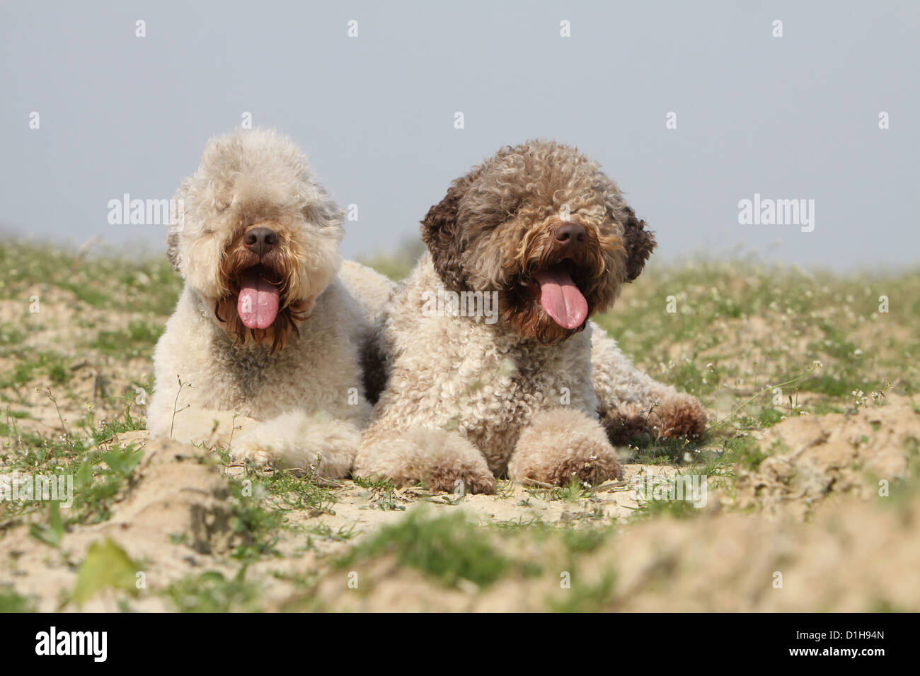 Dog lagotto romagnolo truffle beige hi-res stock photography and images ...