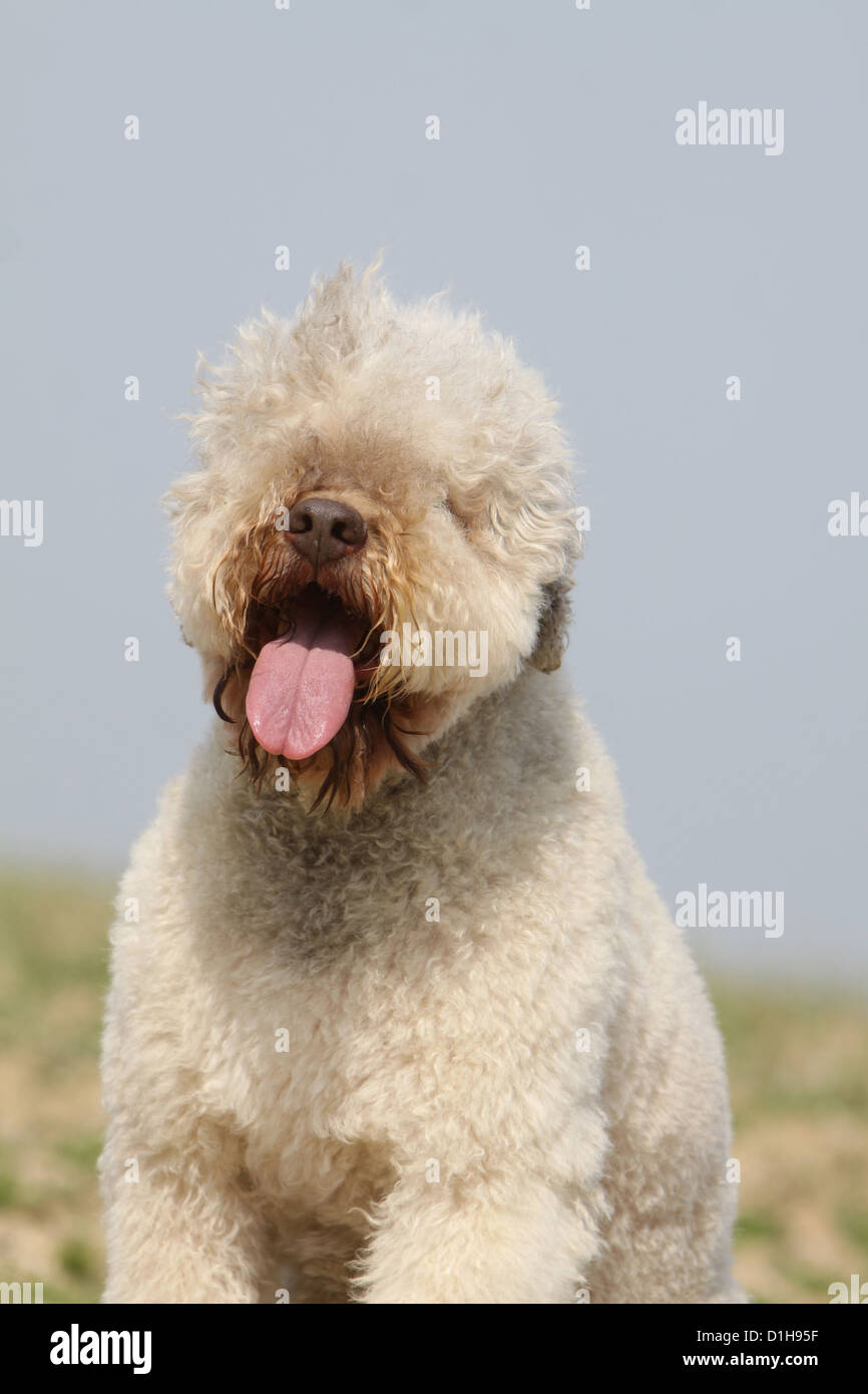 Dog Lagotto Romagnolo truffle dog portrait adult cream Stock Photo - Alamy