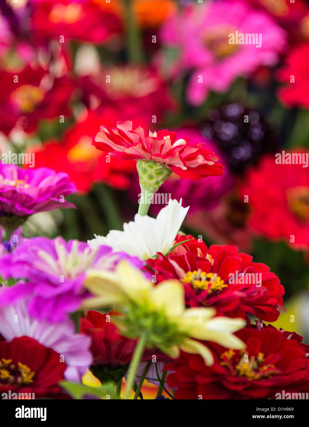 Cut color hi-res stock photography and images - Alamy