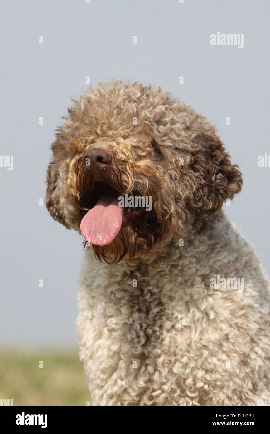 Dog Lagotto Romagnolo truffle dog adult portrait white and brown Stock ...