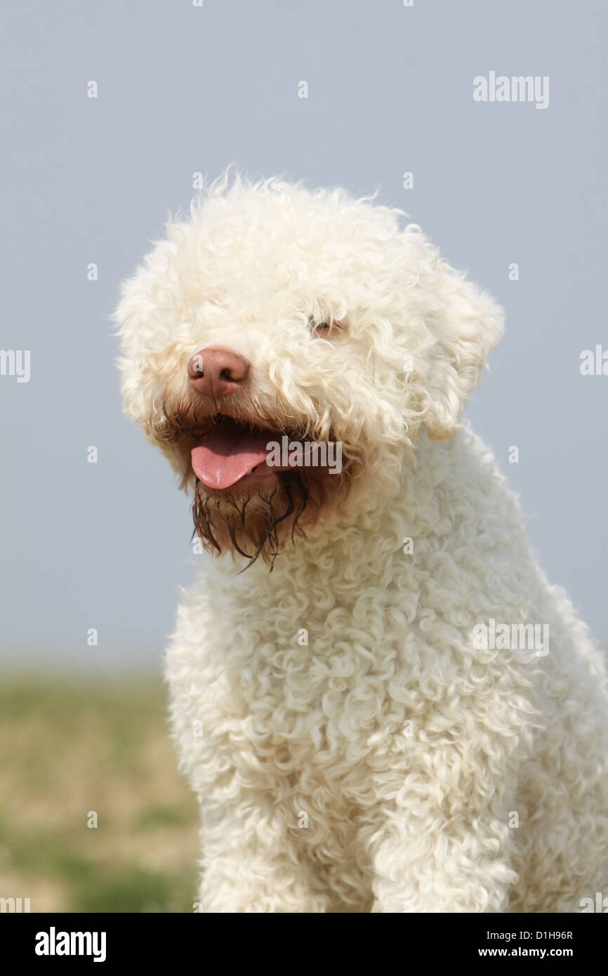 Dog Lagotto Romagnolo truffle dog adult portrait white Stock Photo - Alamy
