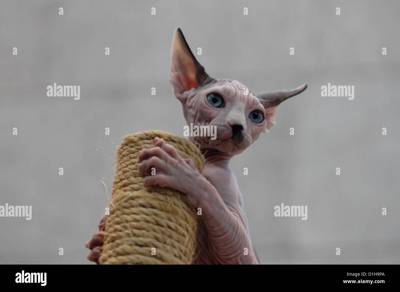 A Sphinx cat Stock Photo - Alamy