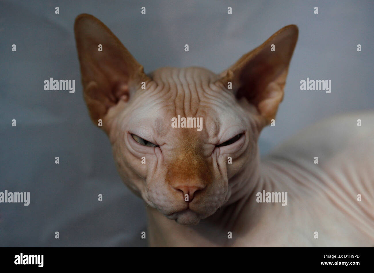 A Sphinx cat awaiting judging at The international Cat Show ...