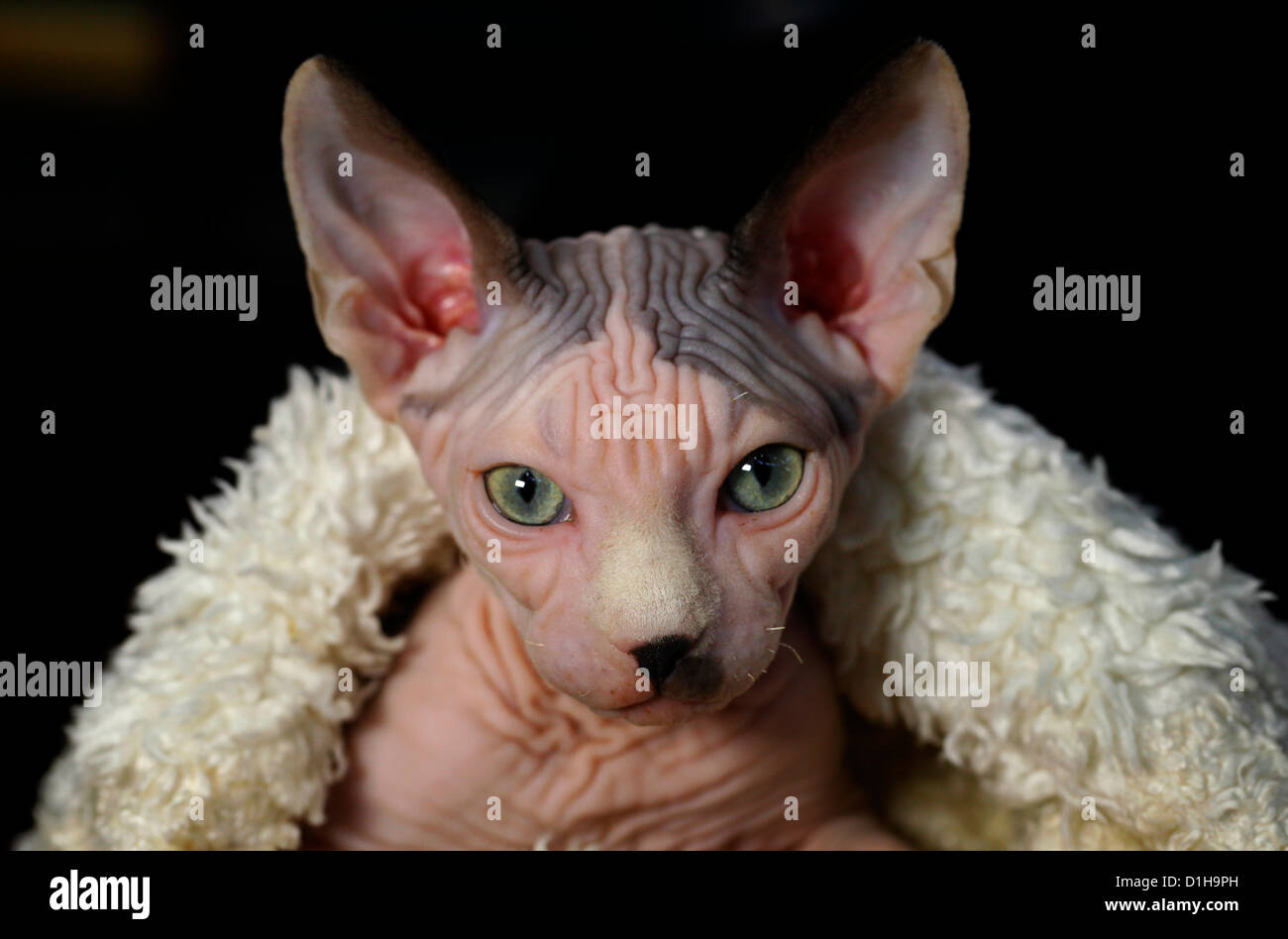 A Sphinx cat awaiting judging at The international Cat Show ...