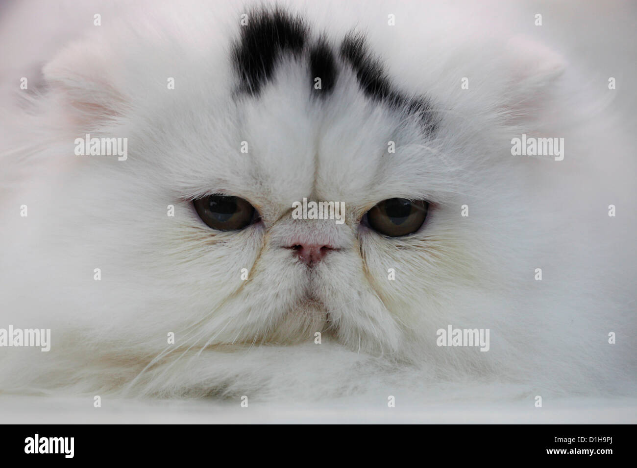 A Persian cat awaiting judging at The international Cat Show ...