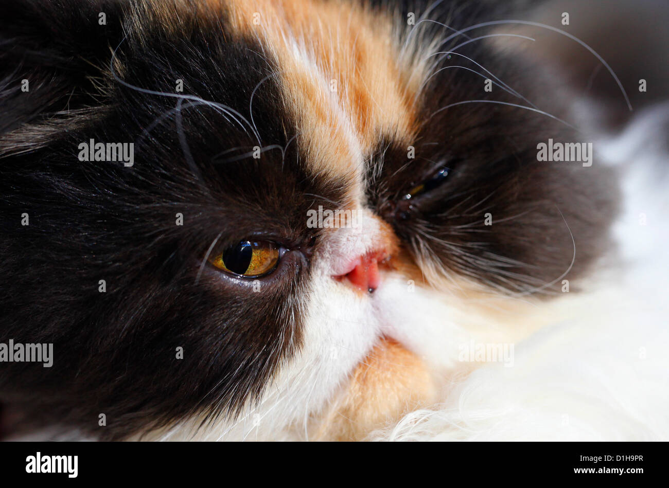 Judging a cat show hi-res stock photography and images - Alamy