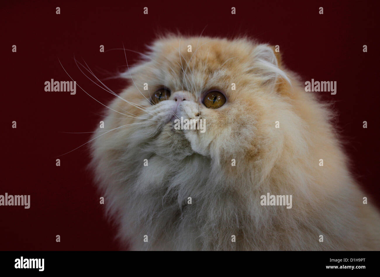 Judging a cat show hi-res stock photography and images - Alamy