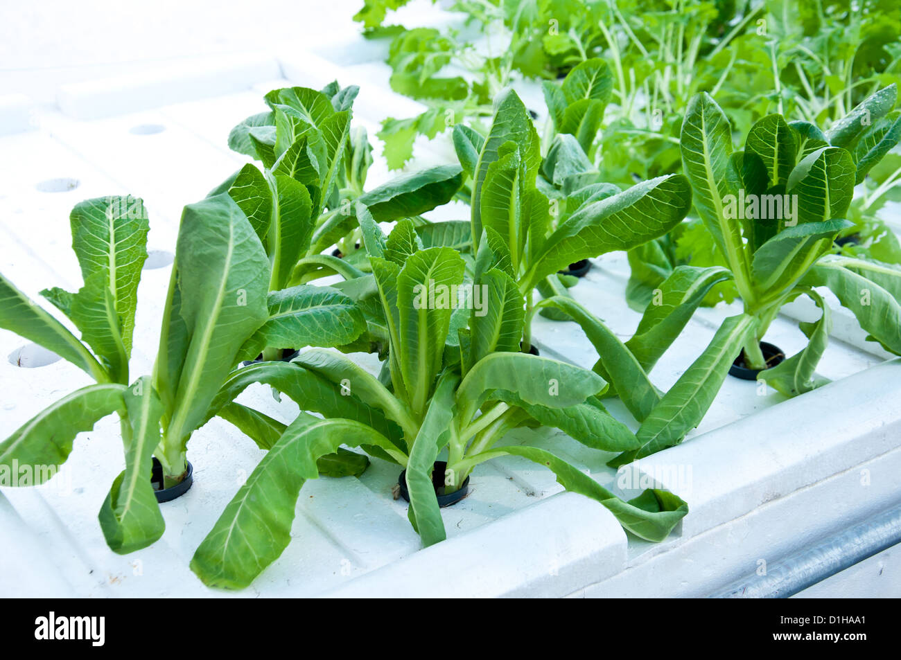 Hydroponic farm rice hi-res stock photography and images - Alamy