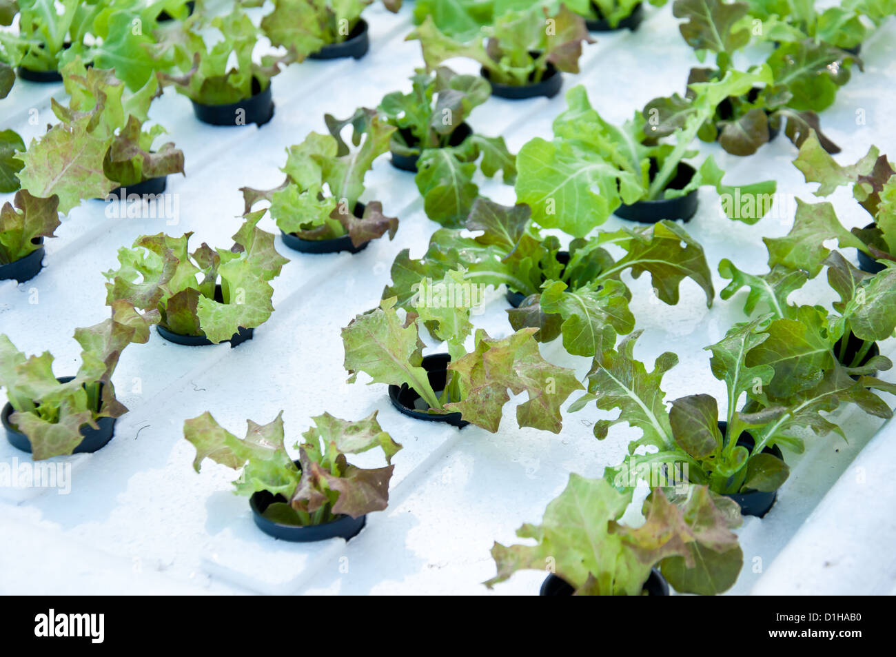 Hydroponic farm rice hi-res stock photography and images - Alamy