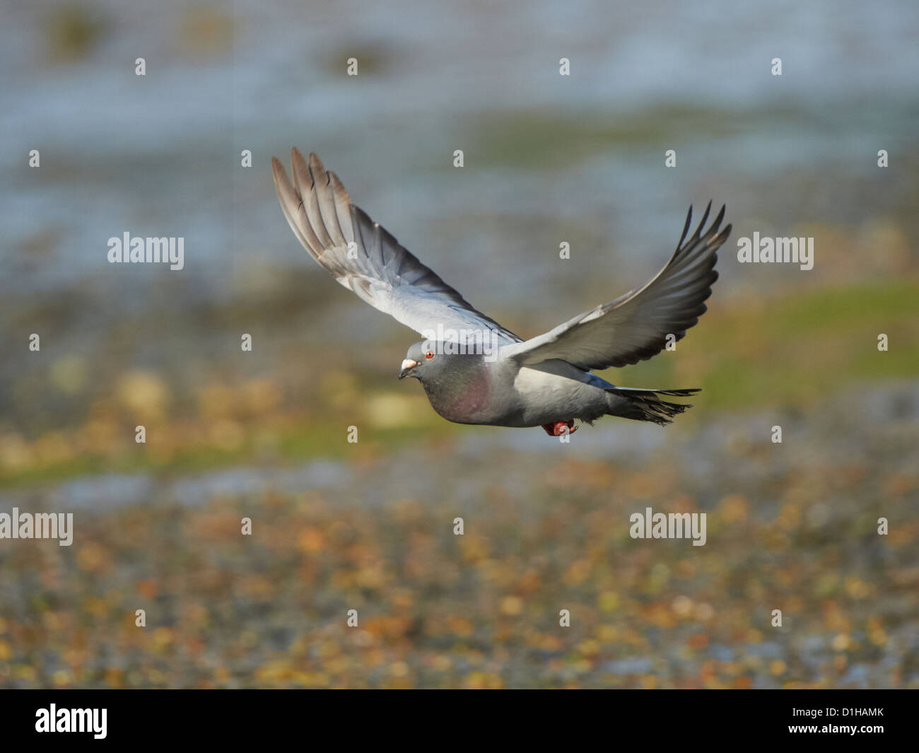Feral Pigeon in flight Stock Photo - Alamy