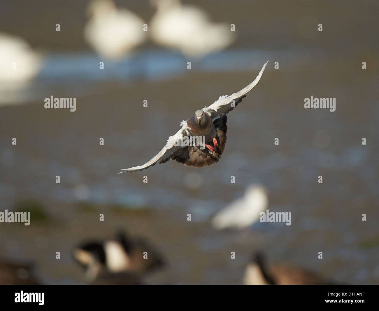 Feral Pigeon in flight Stock Photo - Alamy
