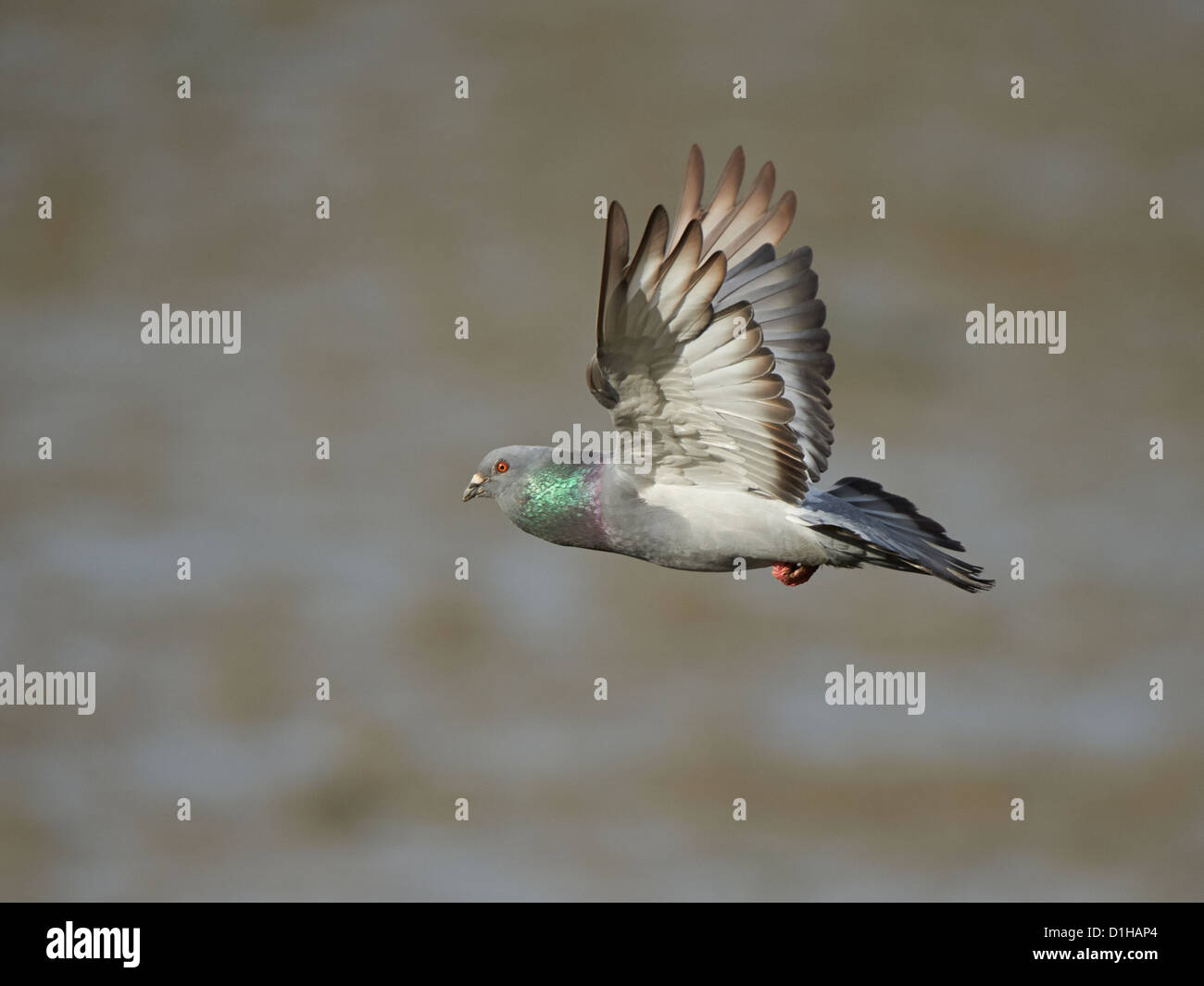 Feral Pigeon in flight Stock Photo - Alamy