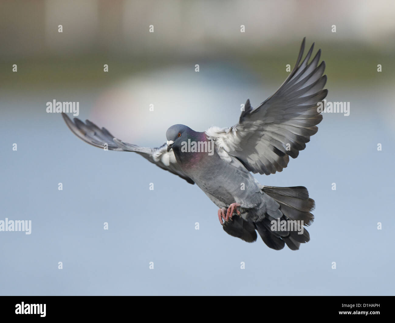 Feral Pigeon in flight Stock Photo - Alamy