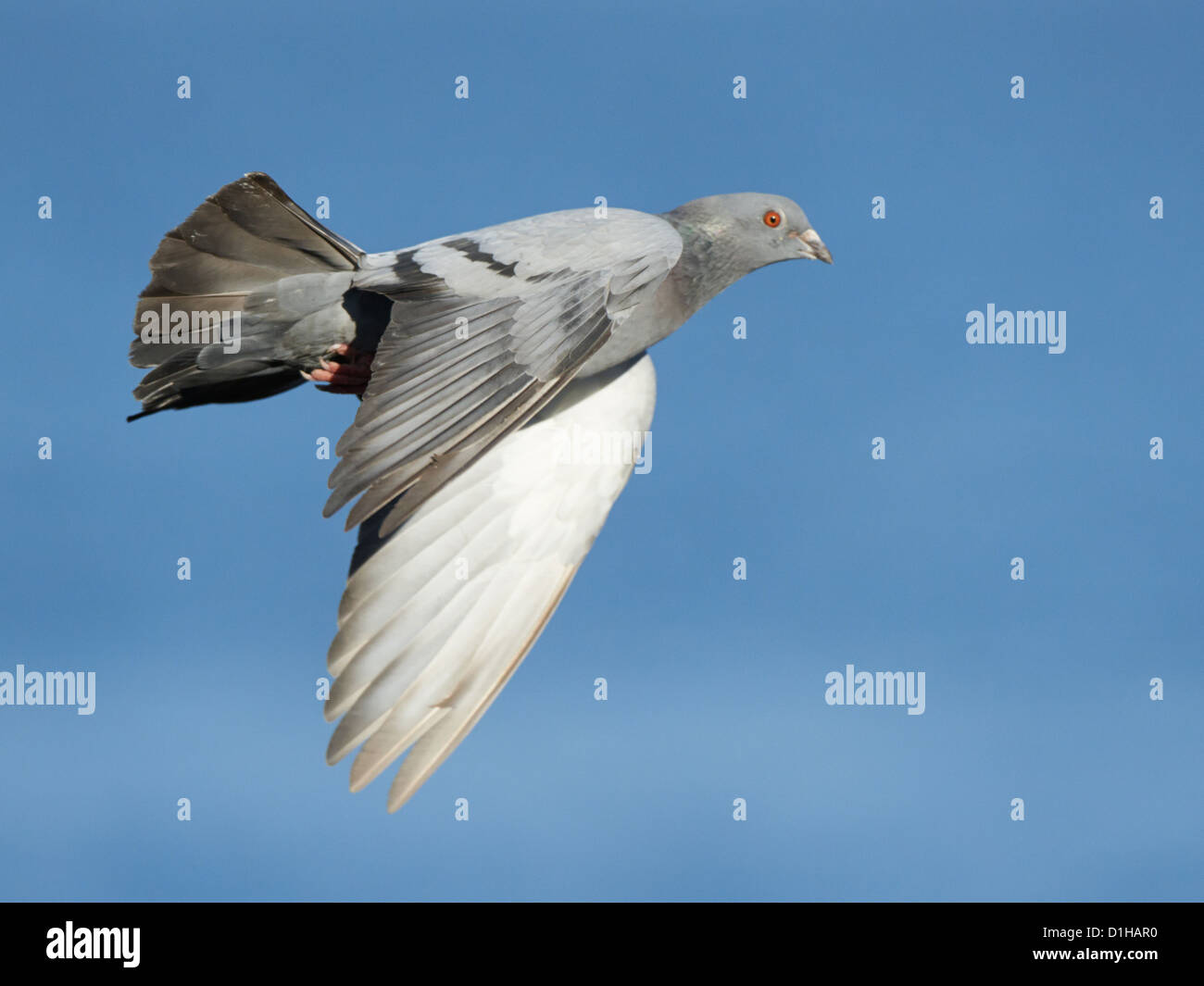 Feral Pigeon in flight Stock Photo - Alamy
