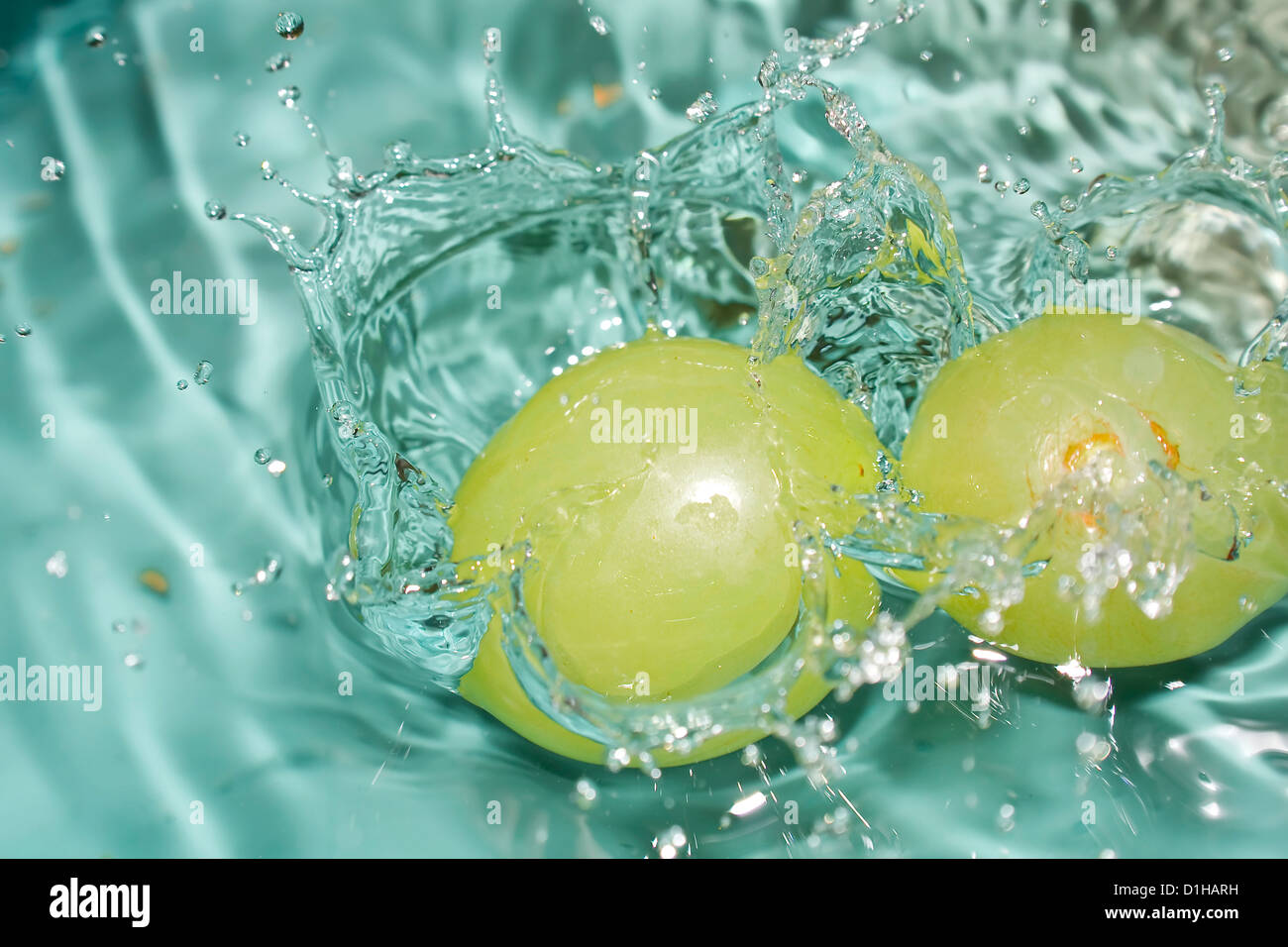 Magnified fruit fly hi-res stock photography and images - Alamy