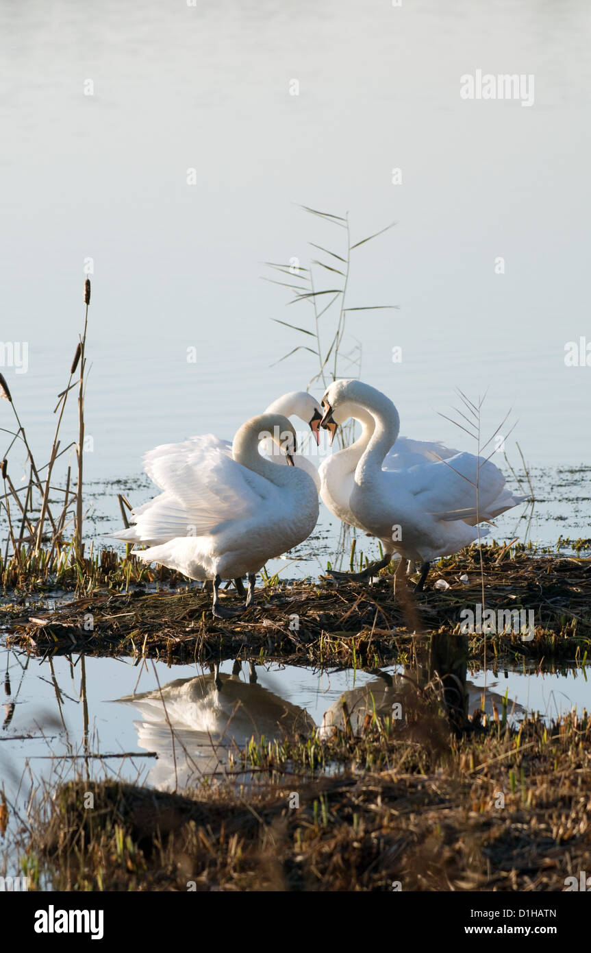 Mute swan courtship display hi-res stock photography and images - Alamy