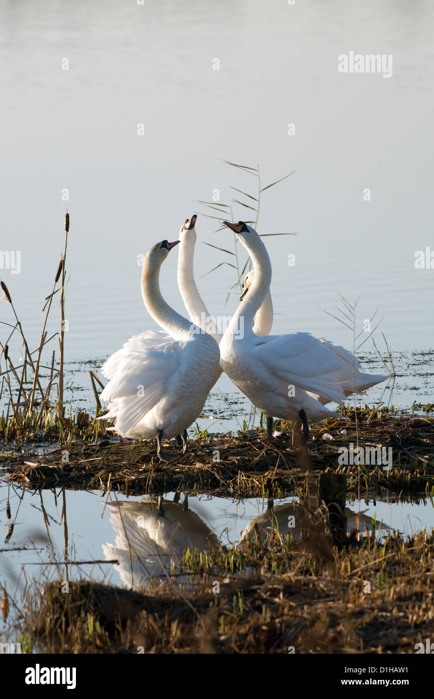 Birdwatching courtship hi-res stock photography and images - Alamy