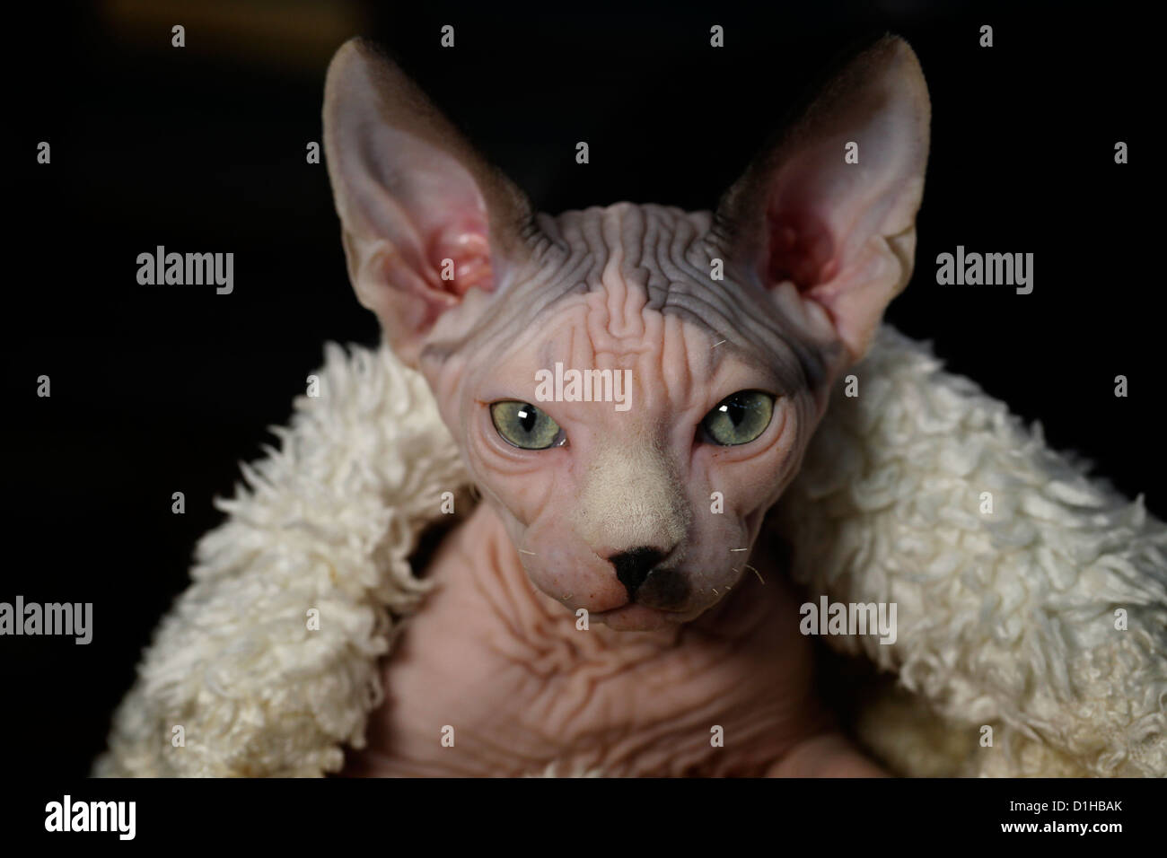 A sphinx cat Stock Photo - Alamy