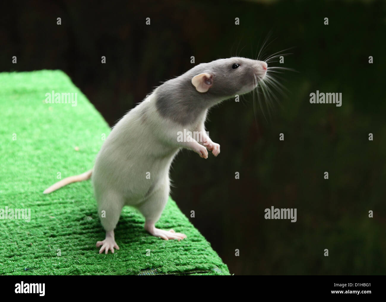 Rat Standing Up Stock Photo Alamy