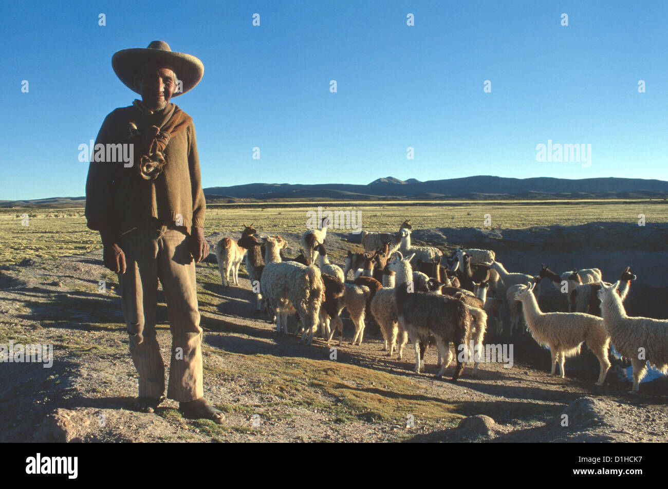 Native Aymara shepherd with flock of alpaca and llama, Andes, Altiplano ...