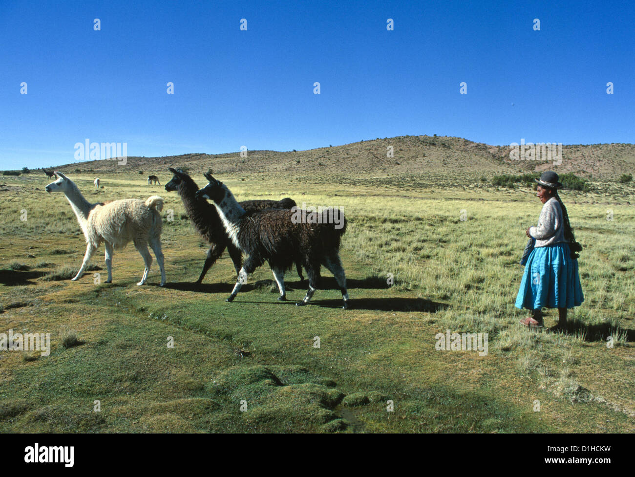 Native Aymara woman with flock of alpaca and llama,Altiplano, Andes ...