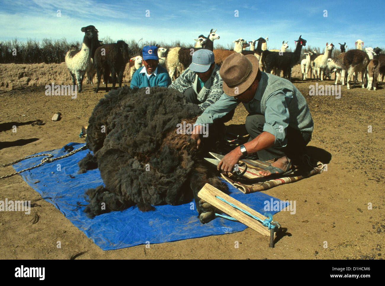 Native Aymara farmers shearing alpaca and llama livestock wool ...