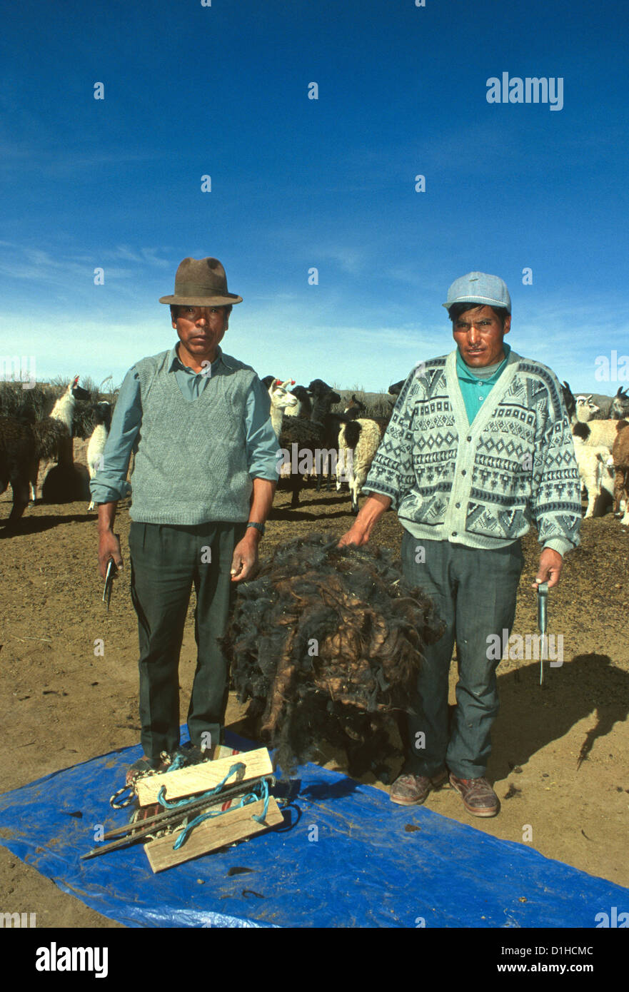 Native Aymara farmers shearing alpaca and llama livestock wool ...