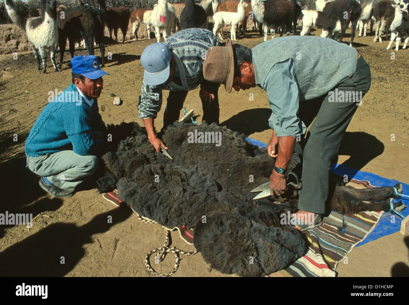 Native Aymara farmers shearing alpaca and llama livestock wool ...
