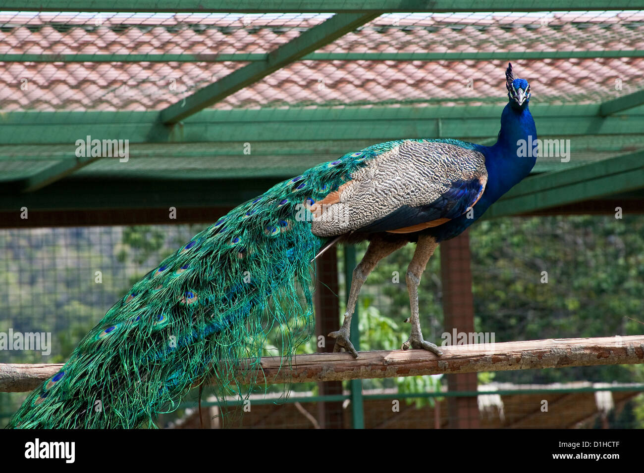 Peacock, Langkawi Bird Paradise, Langkawi Island, Malaysia Stock Photo ...