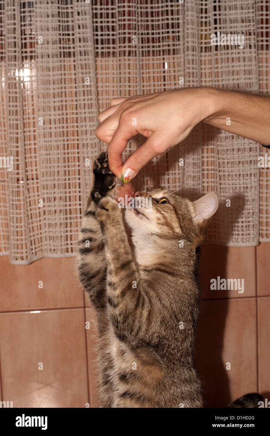 Feeding the cat Stock Photo - Alamy