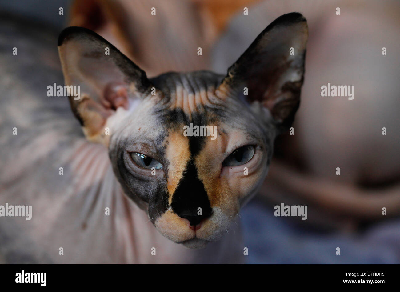 A sphinx cat Stock Photo - Alamy
