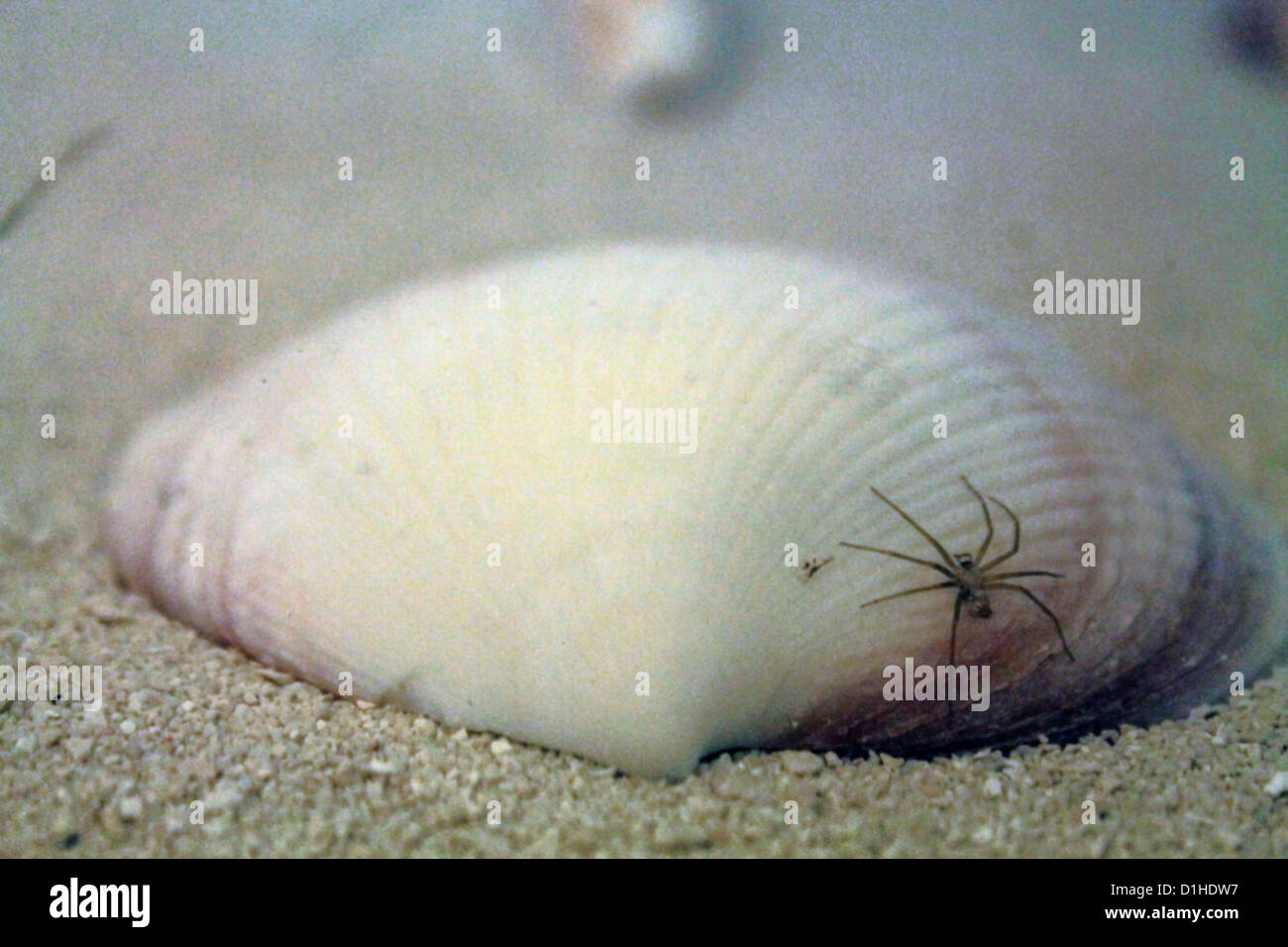 Ragno sfondo bianco hi-res stock photography and images - Alamy