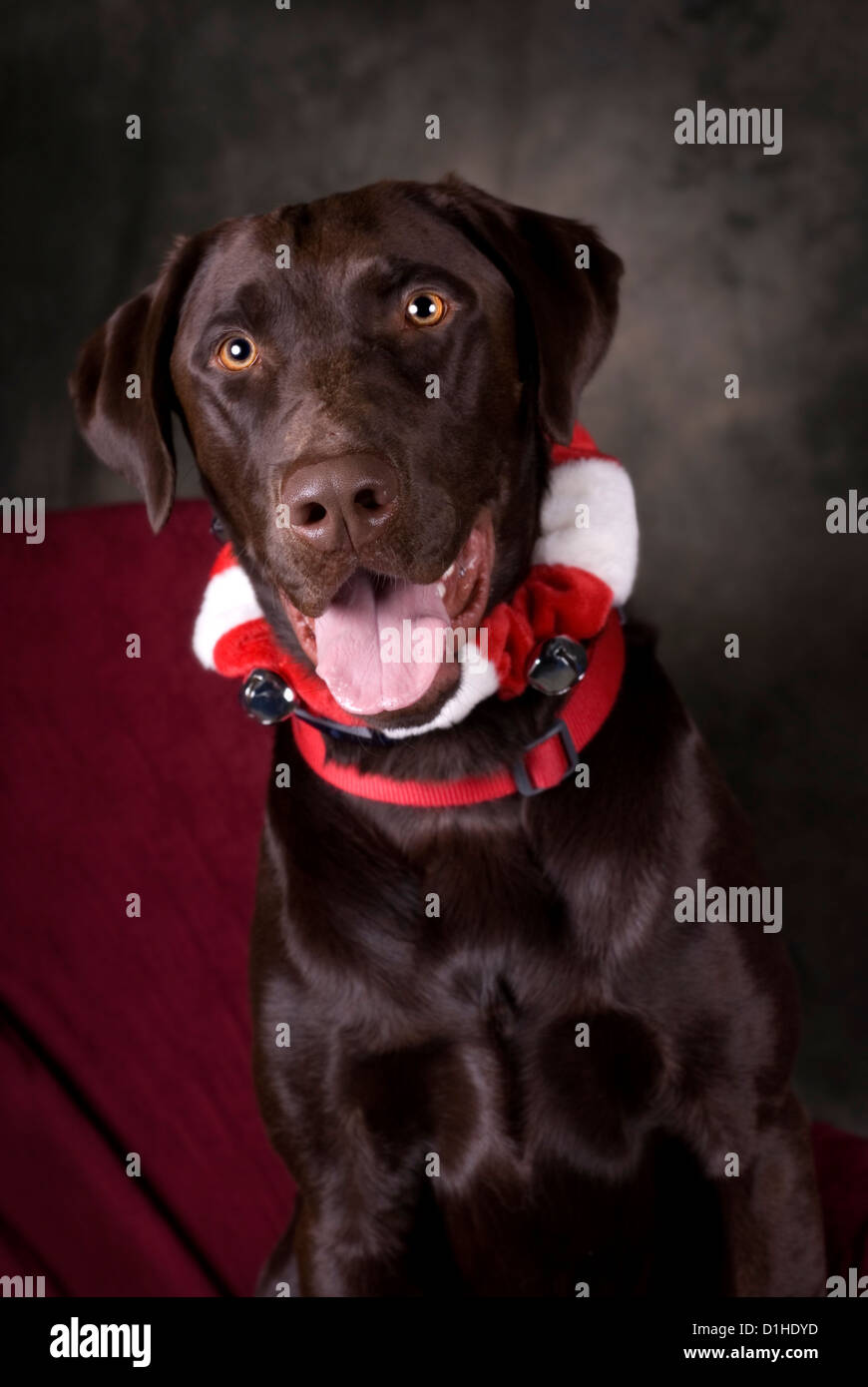 Vertical image of a head and shoulders view of a beautiful, Chocolate ...