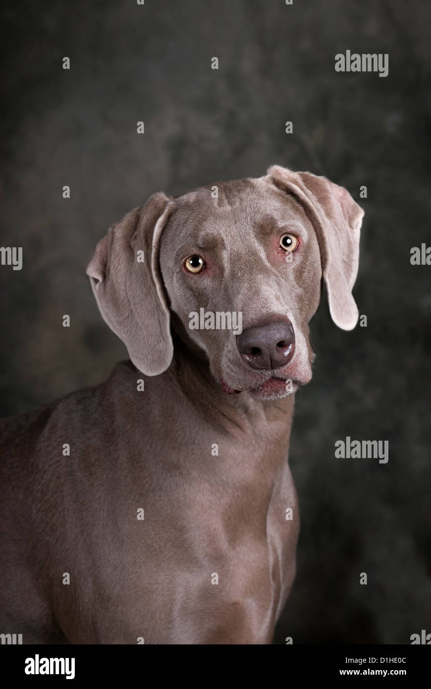 Vertical studio head and shoulders image of a beautiful Weimaraner dog ...