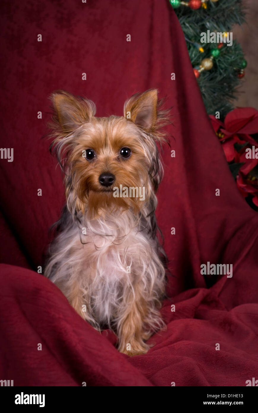 Vertical image of a six month old Yorkie at Christmas in a studio ...